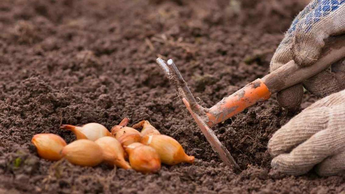 Коли садити цибулю на ріпку навесні і як правильно поради