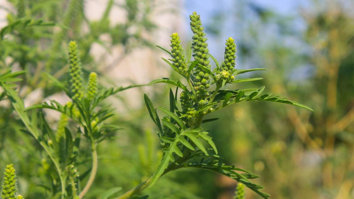 Амброзія – що це та чим вона небезпечна: способи боротьби