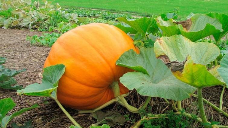 Коли та як садити гарбузи у 2023 році терміни та поради