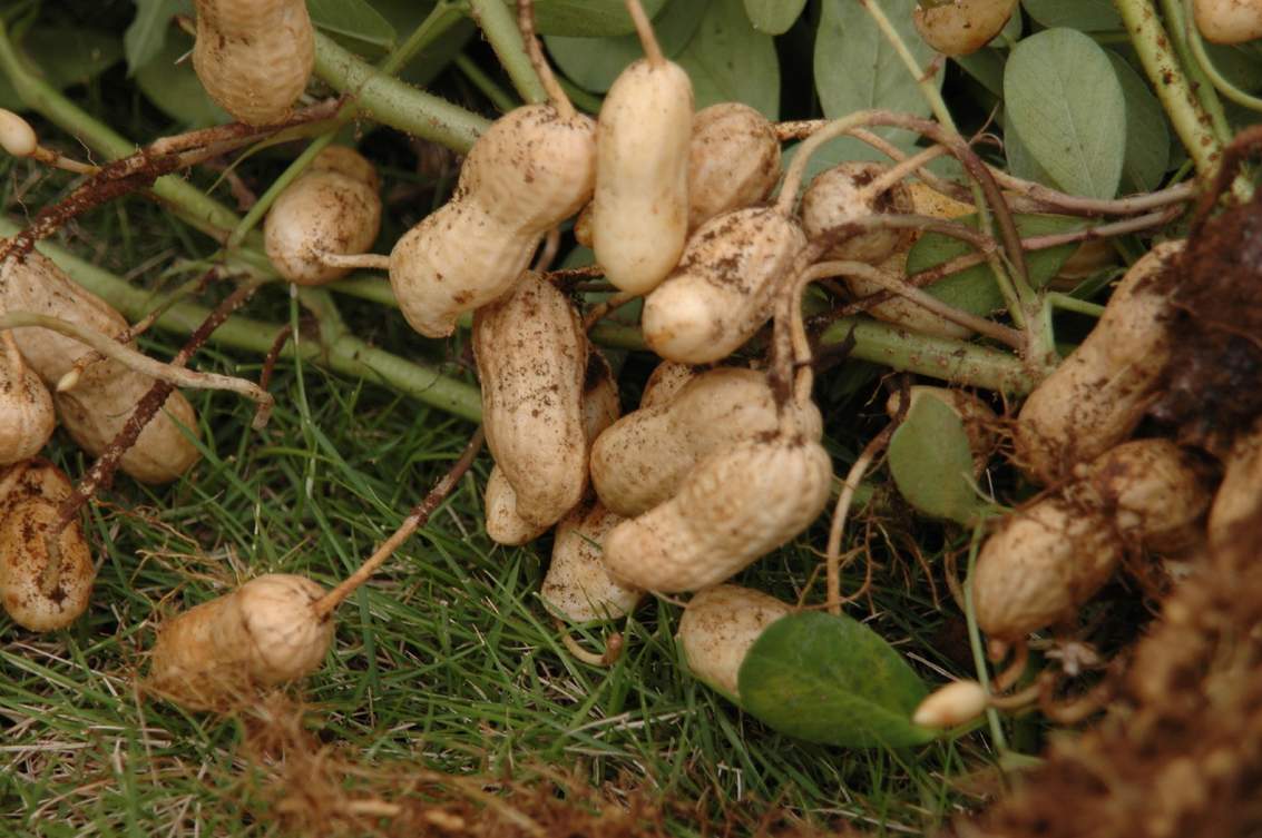 Як виростити арахіс на грядках вдома своїми руками – догляд, поради ...