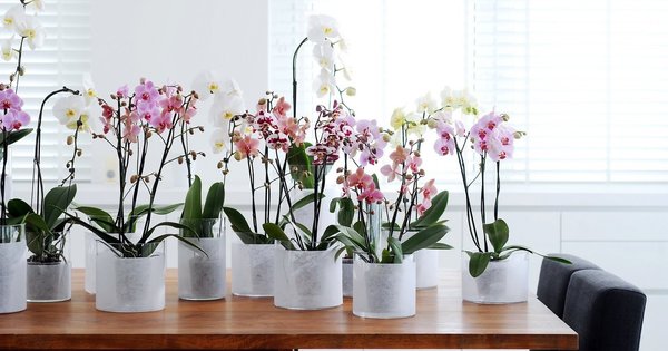 Як правильно поливати орхідею прості правила та поради