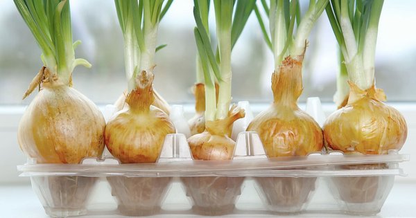 Як виростити на підвіконні зелену цибулю без землі інструкція