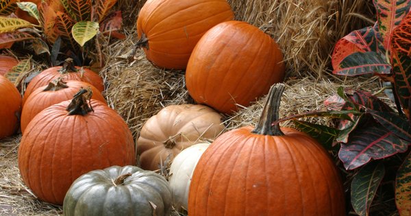 Як правильно зберігати гарбузи де тримати взимку особливості Zaxid Net