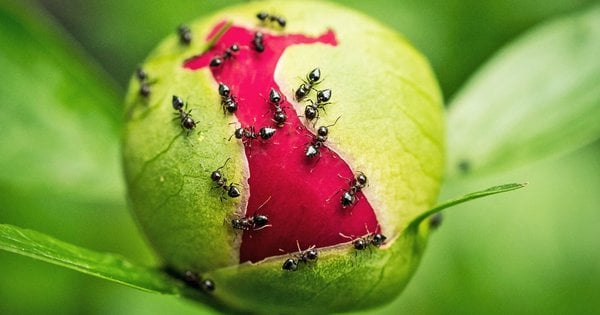 Чим обробити півонії від мурах: народні, хімічні засоби - ZAXID.NET